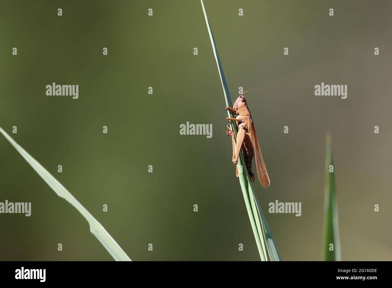 Grashüpfer / Grasshopper / ac lucusta singula Stock Photo - Alamy