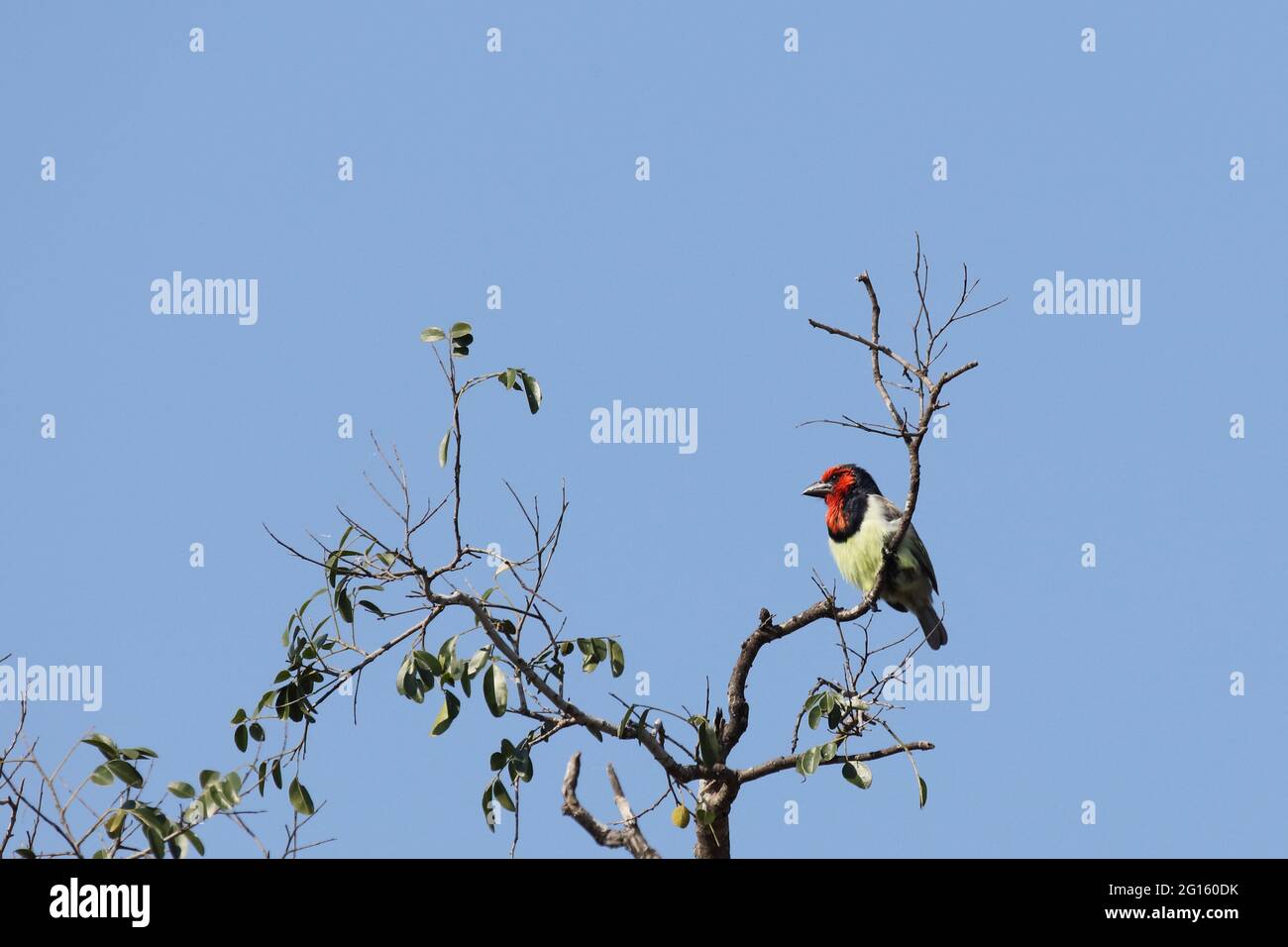 Halsband-Bartvogel / Black-collared barbet / Lybius torquatus Stock ...