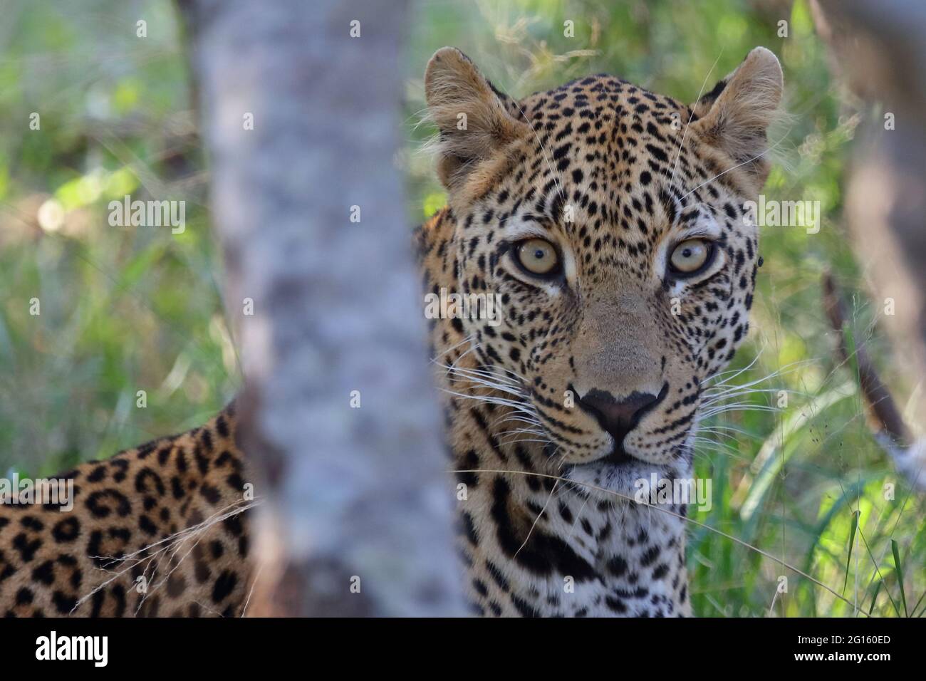 Leopard / Leopard / Panthera pardus Stock Photo - Alamy
