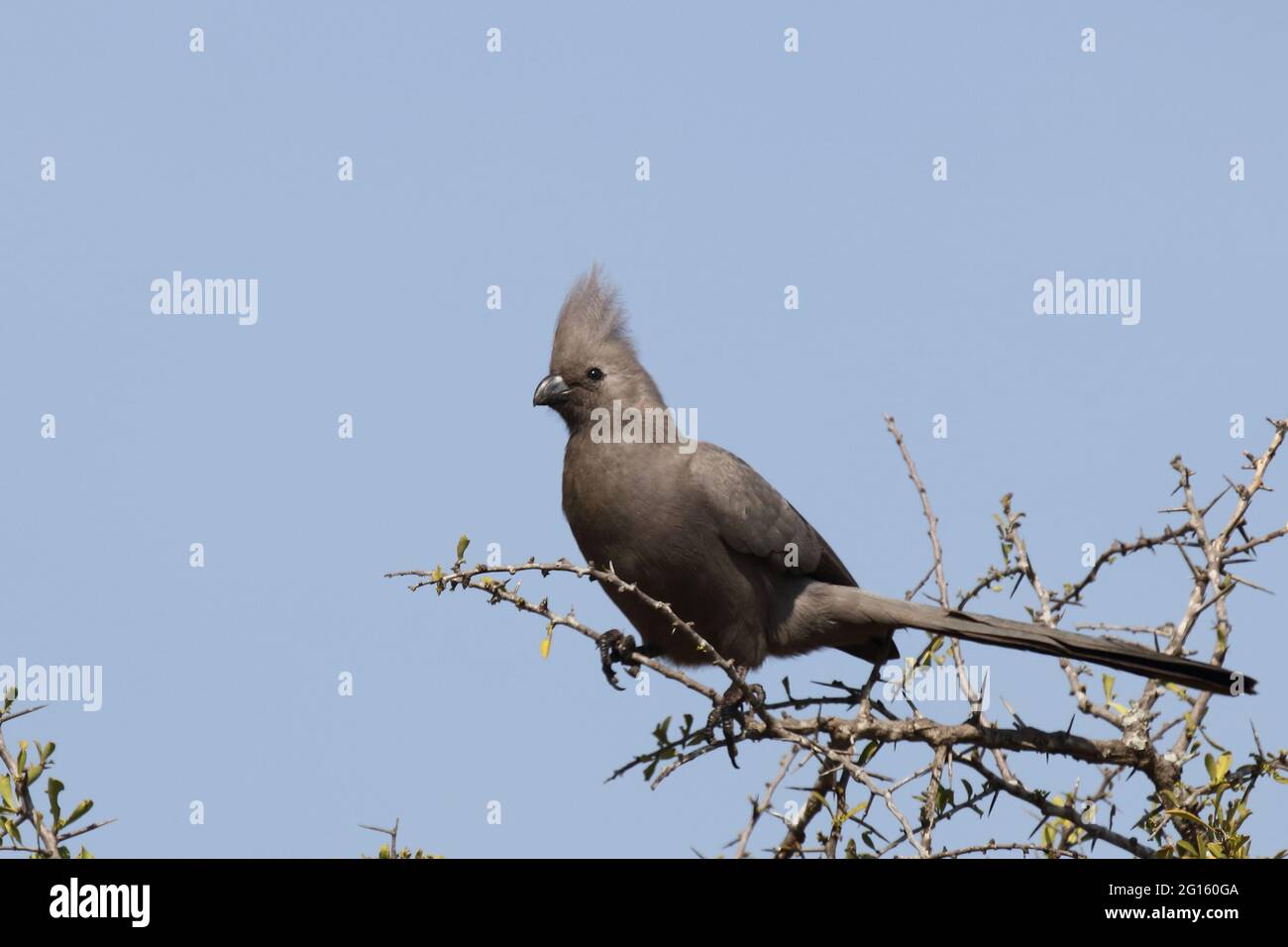 Graulärmvogel / Grey lourie or Grey go-away-bird / Corythaixoides ...