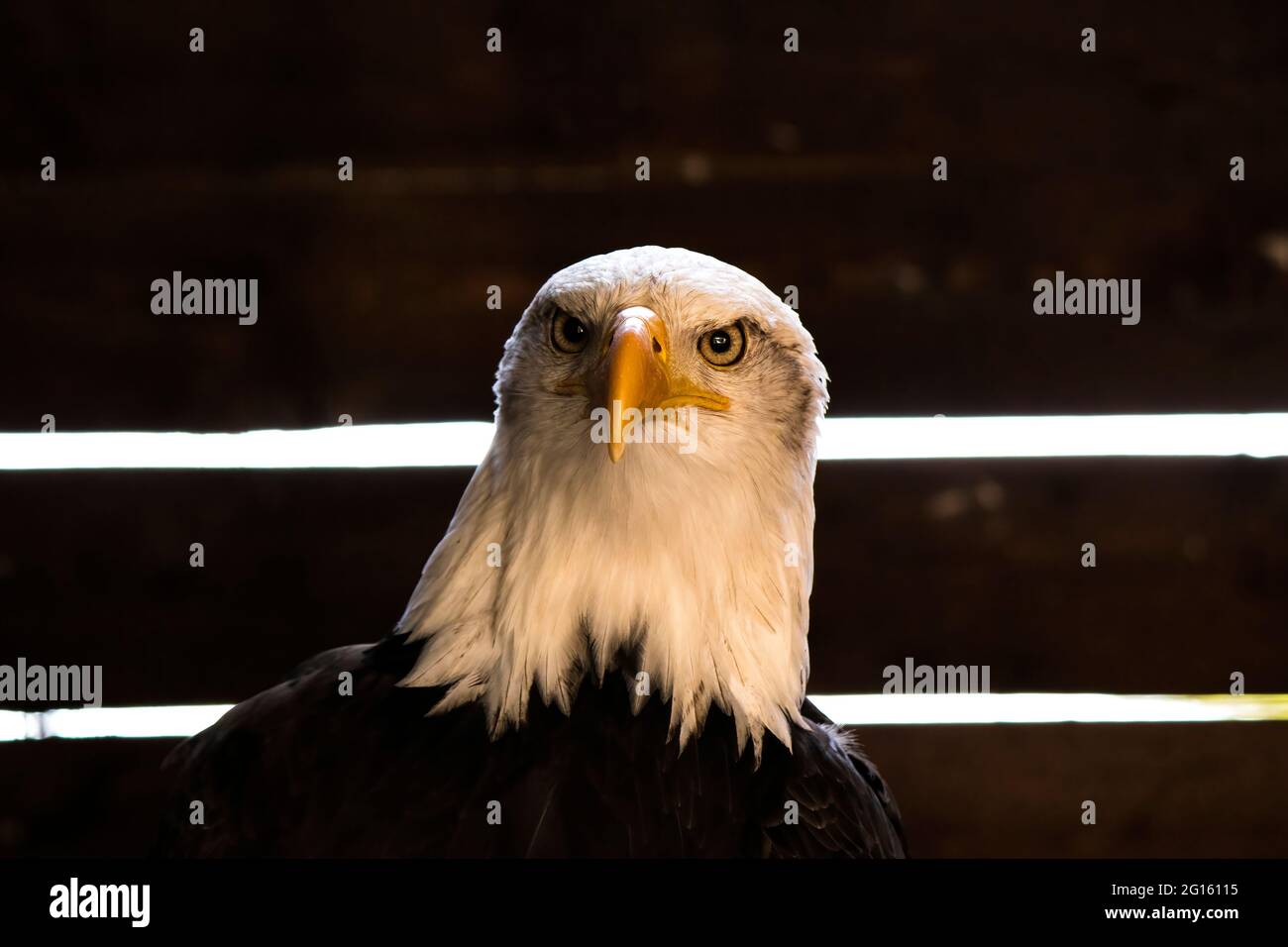 American Bald Eagle Stock Photo - Alamy