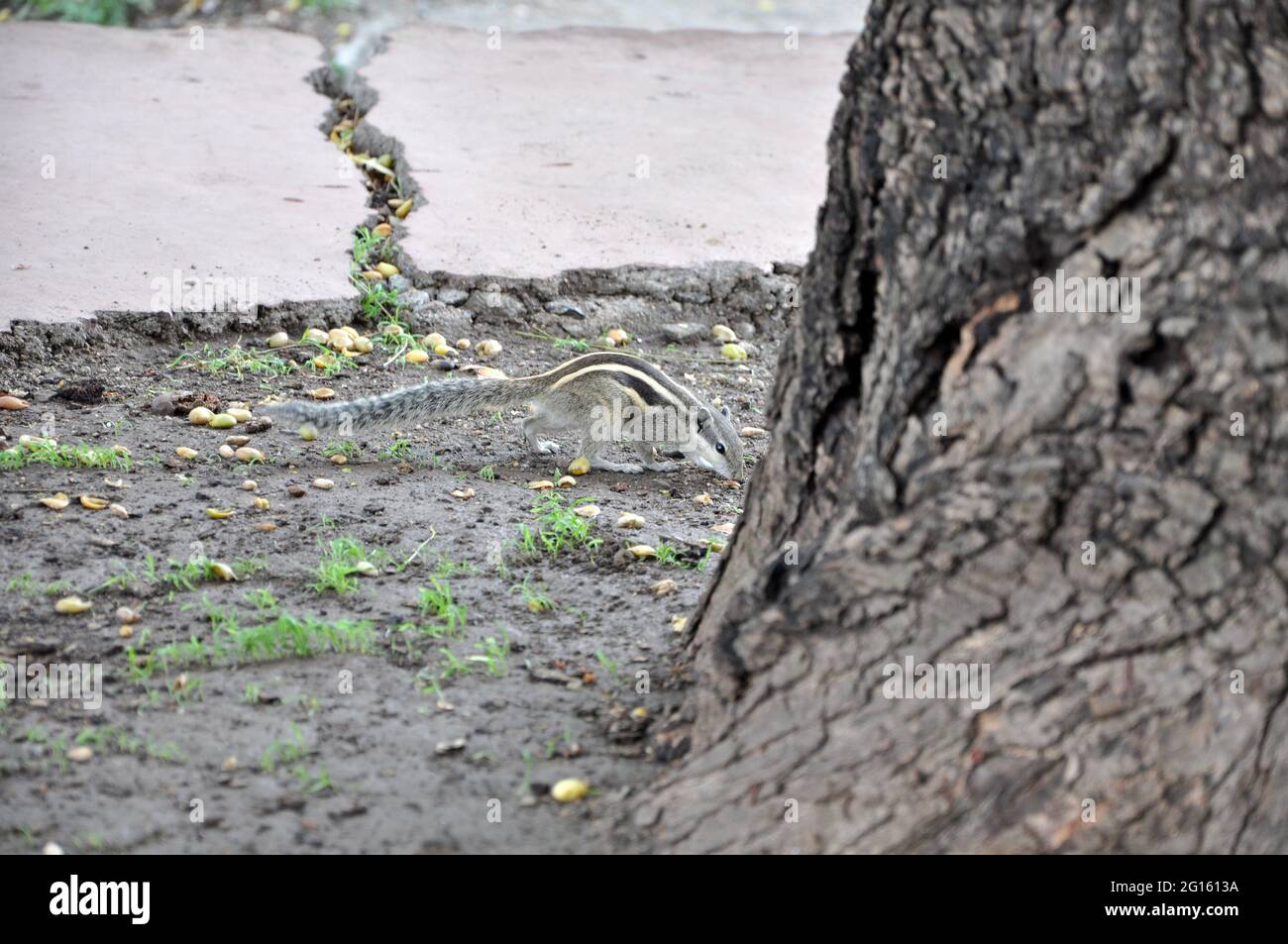 Selective focus of a gray-collared chipmunk on the ground beside a tree ...