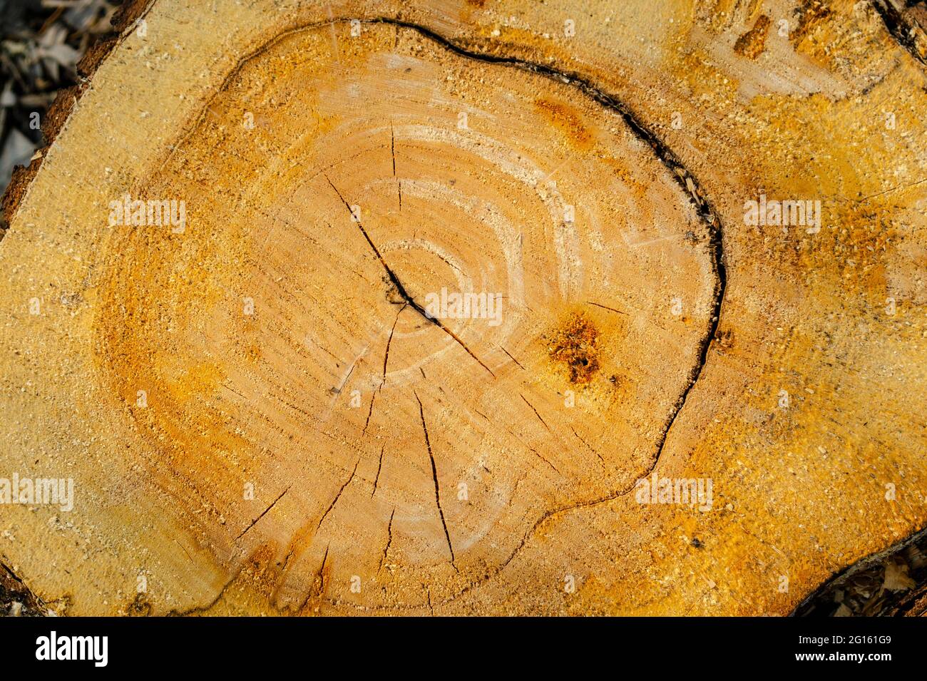 Wood texture of cutted tree trunk, close-up texture Stock Photo - Alamy