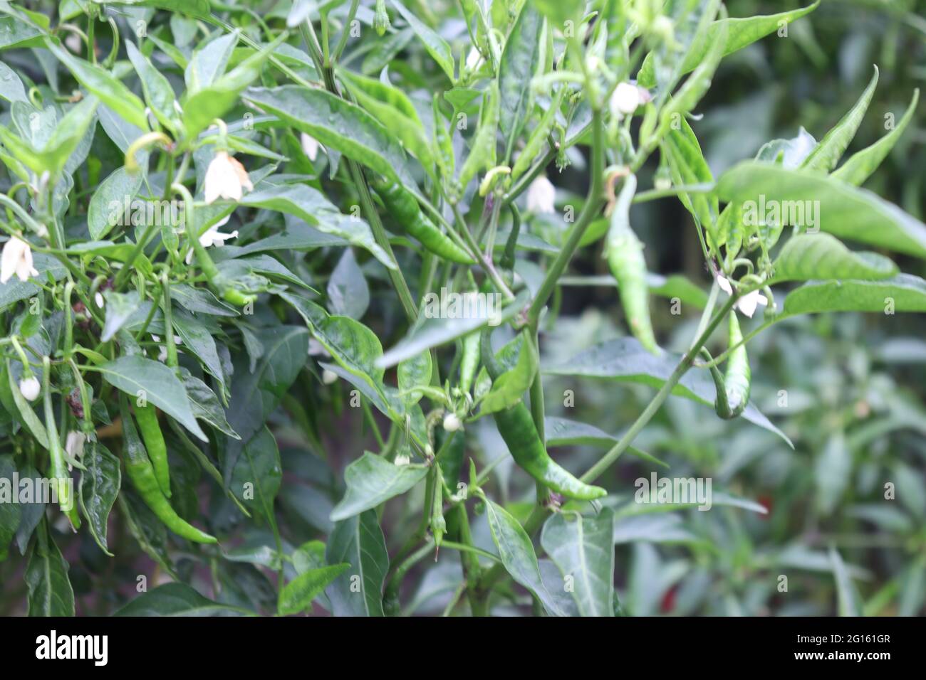 green colored chili tree firm for harvest Stock Photo - Alamy