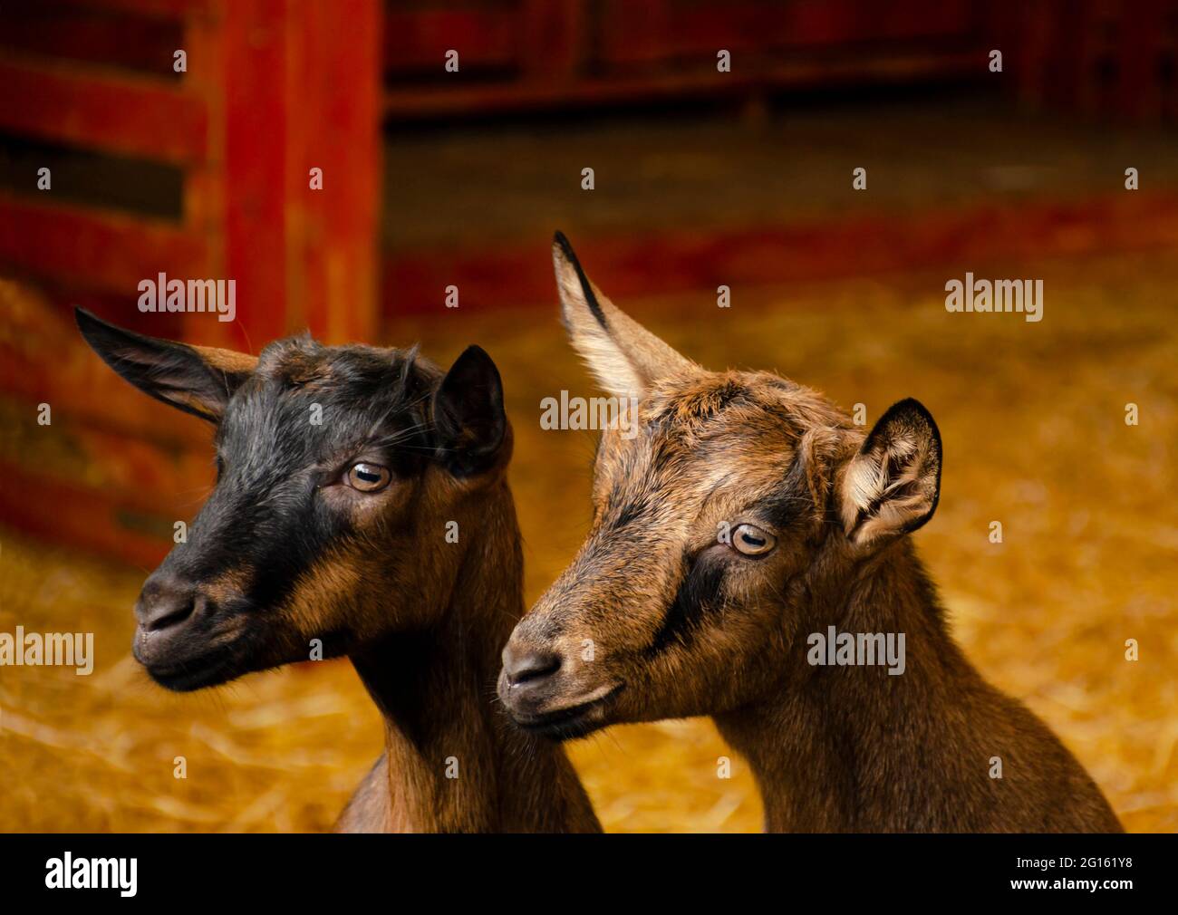 Funny goat photos hi-res stock photography and images - Alamy