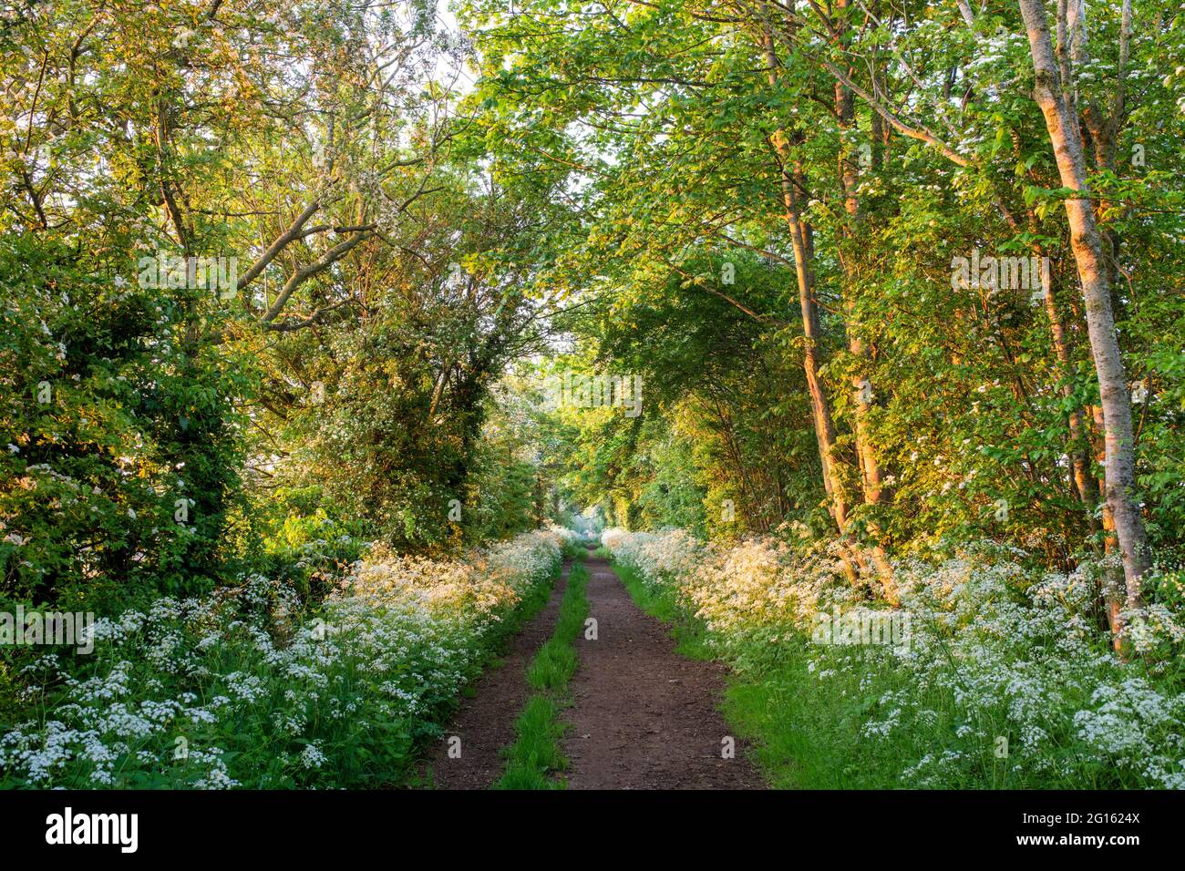 Golden pathway hi-res stock photography and images - Alamy
