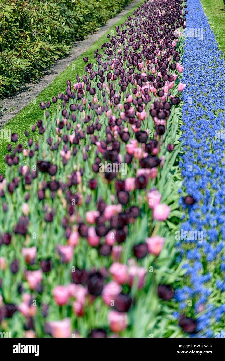 Tulip island netherlands hi-res stock photography and images - Alamy