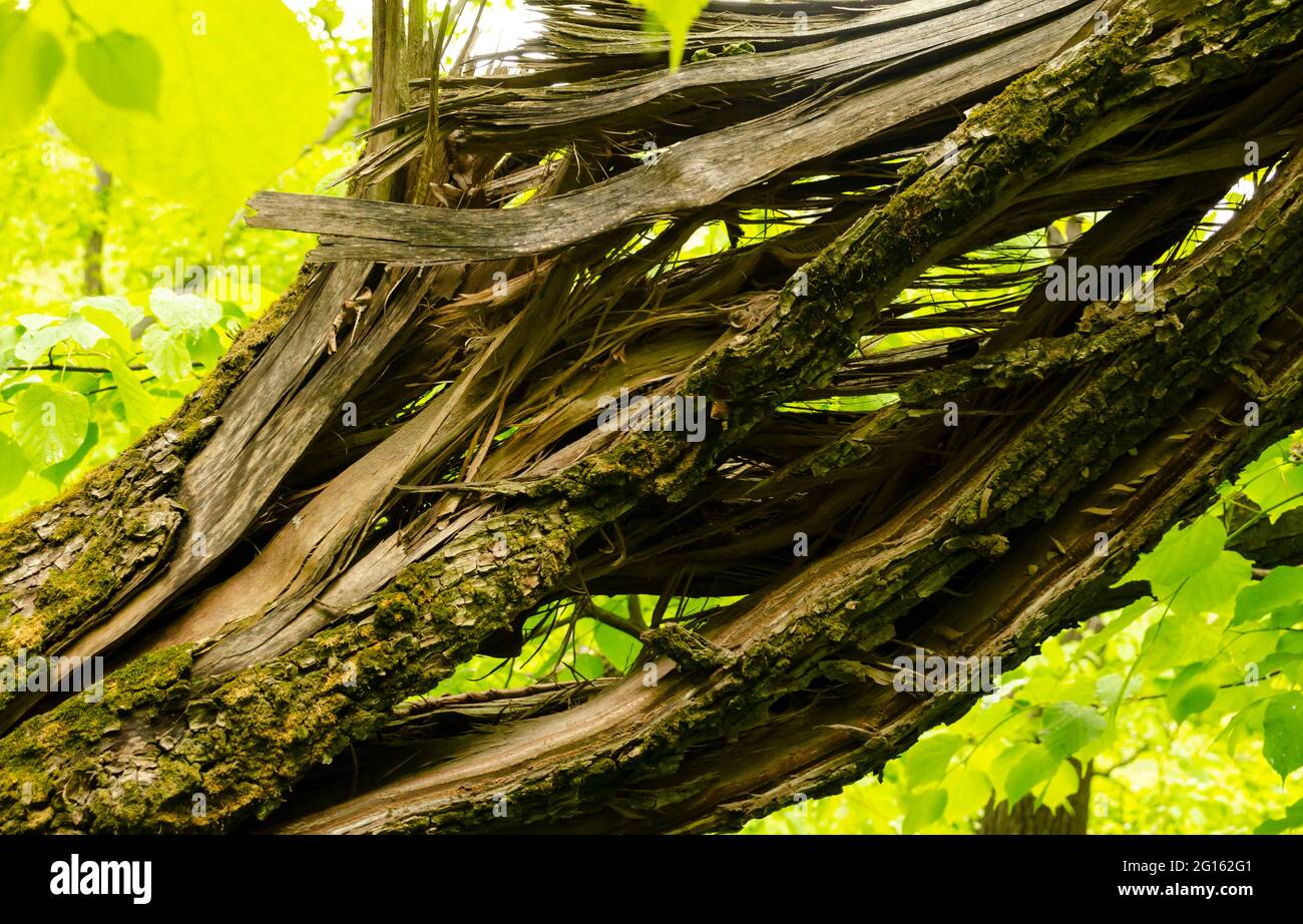 Broken Win High Resolution Stock Photography and Images - Alamy