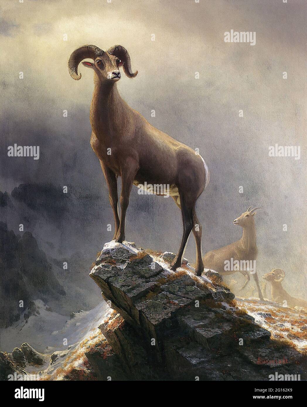 Albert Bierstadt ( 1830 - 1902 ) - Rocky Mountain Sheep C 1883 Stock ...