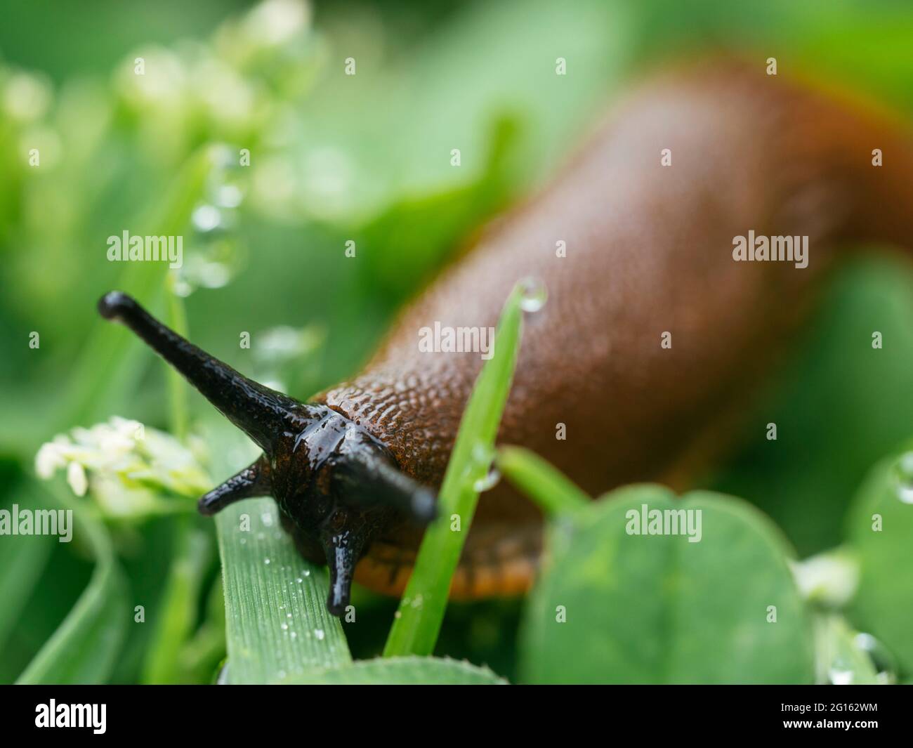 Spanish slug (Arion vulgaris) on grass and clover Stock Photo - Alamy