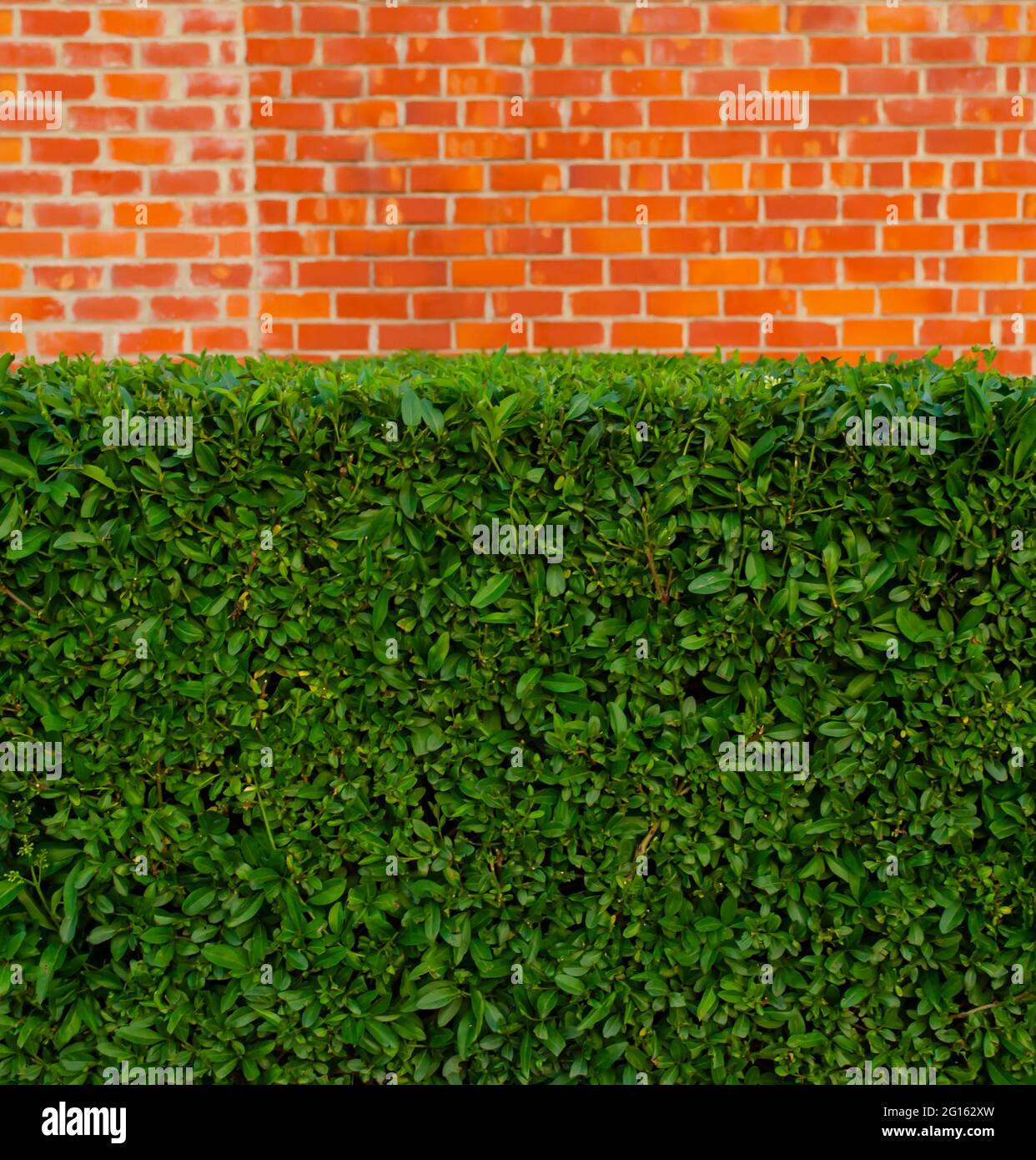 Green hedge. Garden landscape design. Decorative wall made of dark gray ...