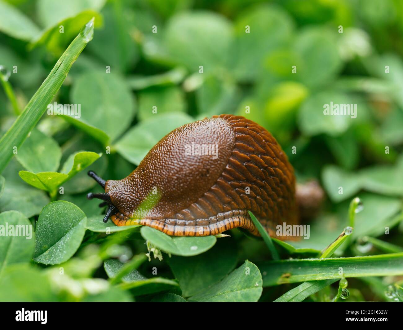 Slug on grass hi-res stock photography and images - Alamy