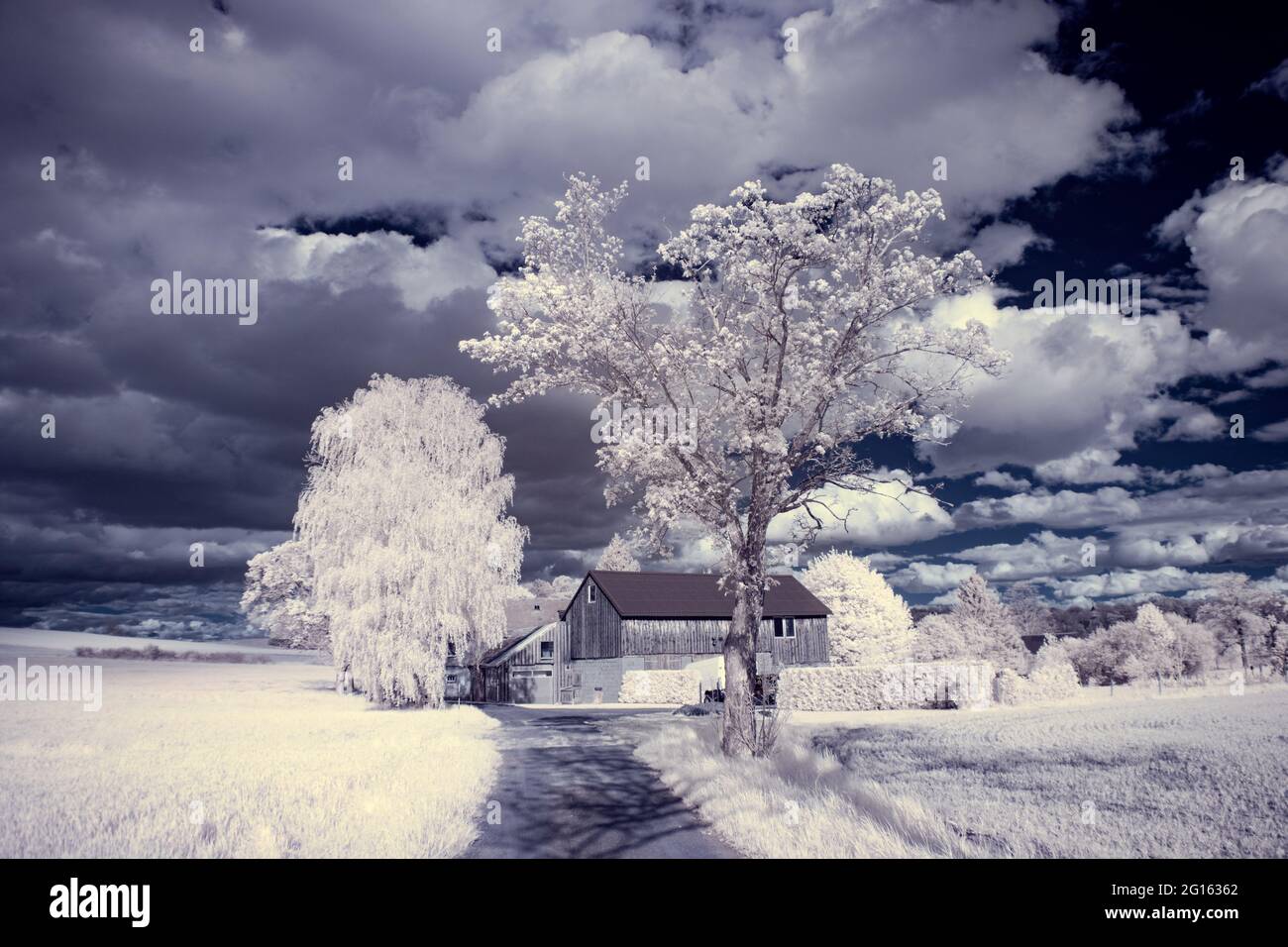 Infrared landscape with glowing white vegetation using 720nm filter ...