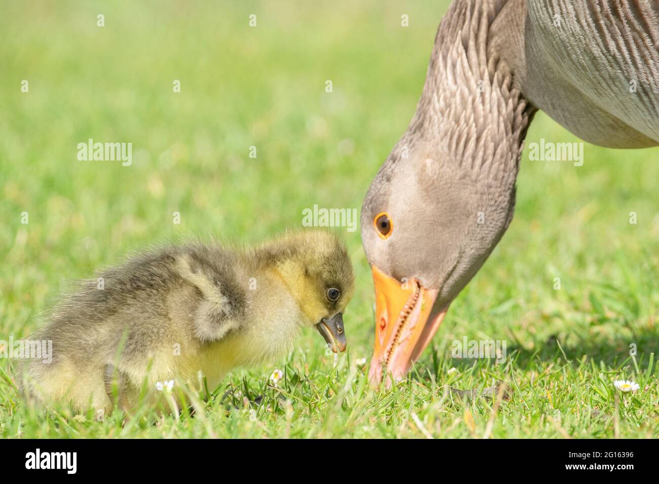 Gosling with parent hi-res stock photography and images - Alamy