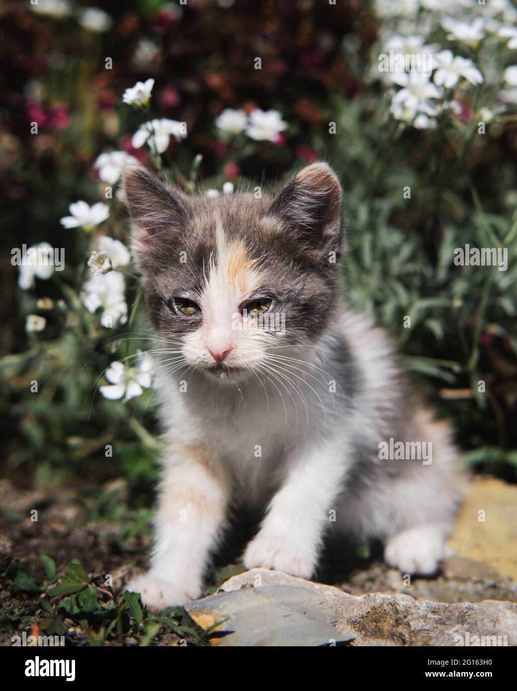 Mixed breed kitten in search of new home and family. Young gray white ...