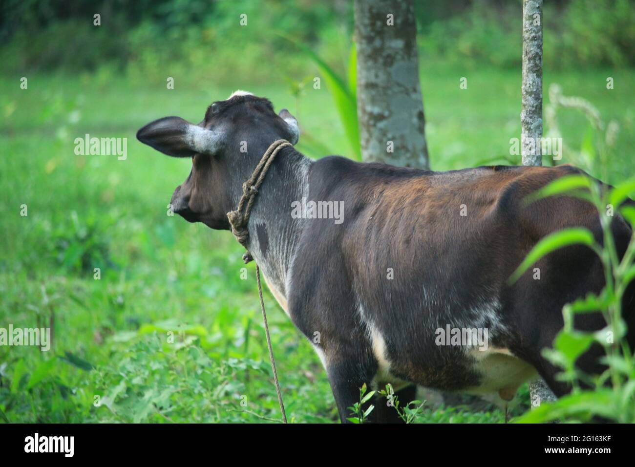 The little black cow is looking at something Stock Photo - Alamy