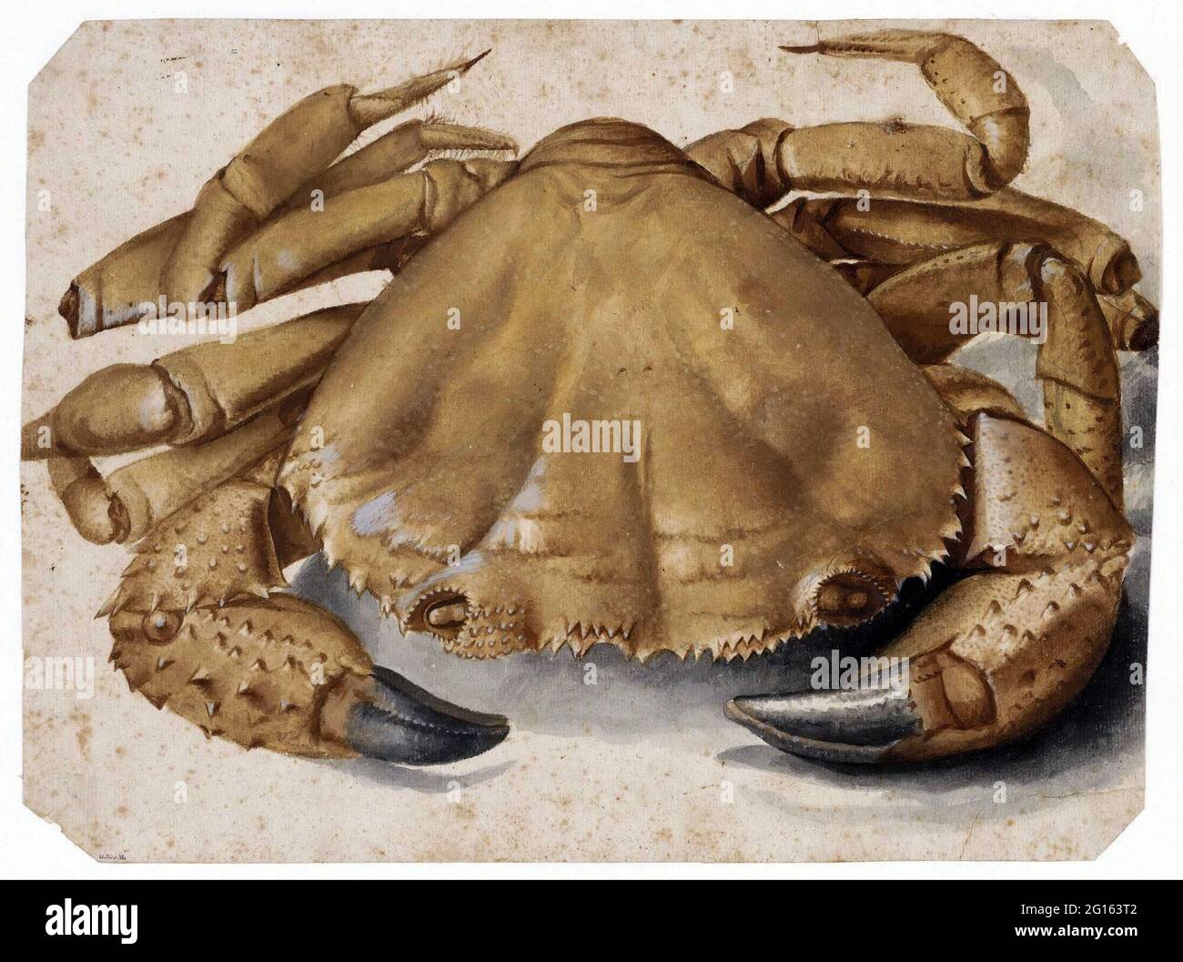 Albrecht Dürer - Crab Eriphia Spinifrons Stock Photo - Alamy