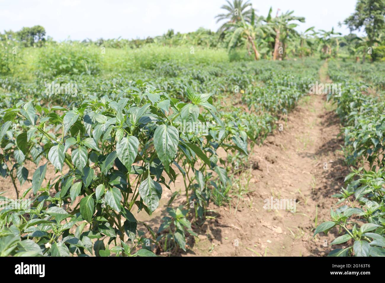 green colored chili tree firm for harvest Stock Photo - Alamy