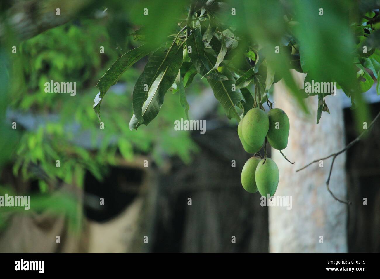 Mango tree mangoes growing plant hi-res stock photography and images ...