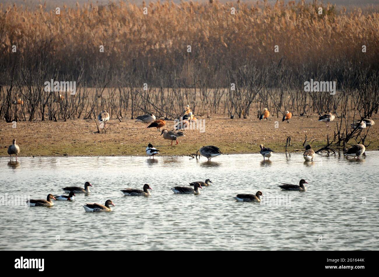 Yellow river dongying shandong hi-res stock photography and images - Alamy