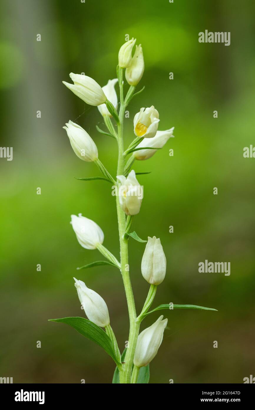 White helleborine (Cephalanthera damasonium) wildflower, a species of ...