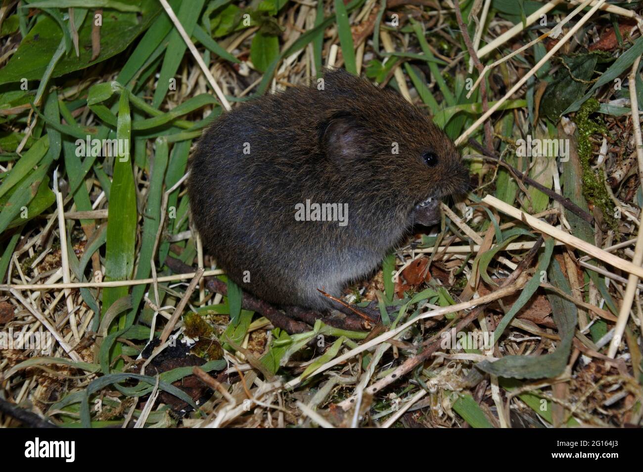 Black Voles In Michigan