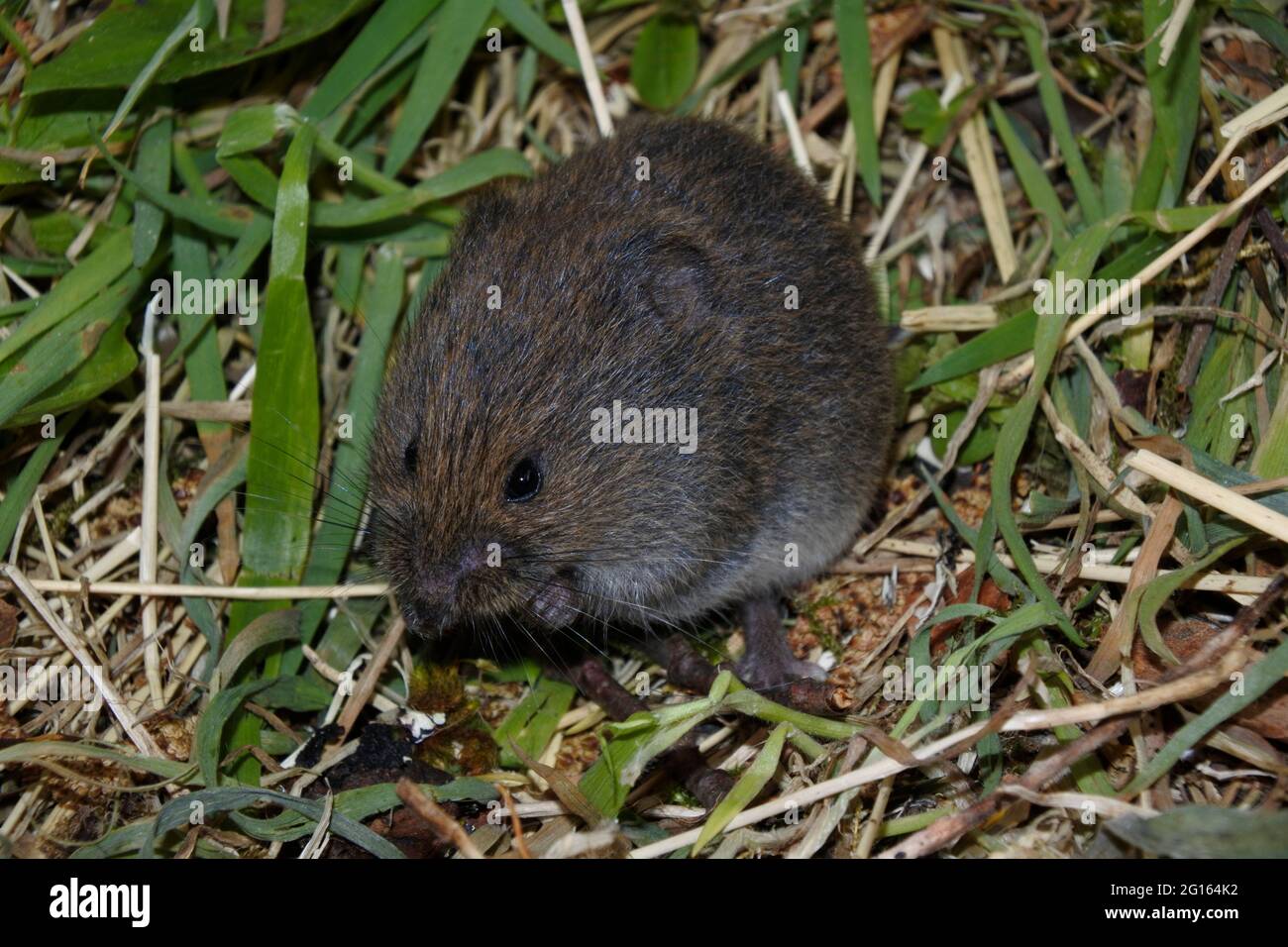 Field Vole, Microtus agrestis, Sunnfjord, Norway Stock Photo - Alamy