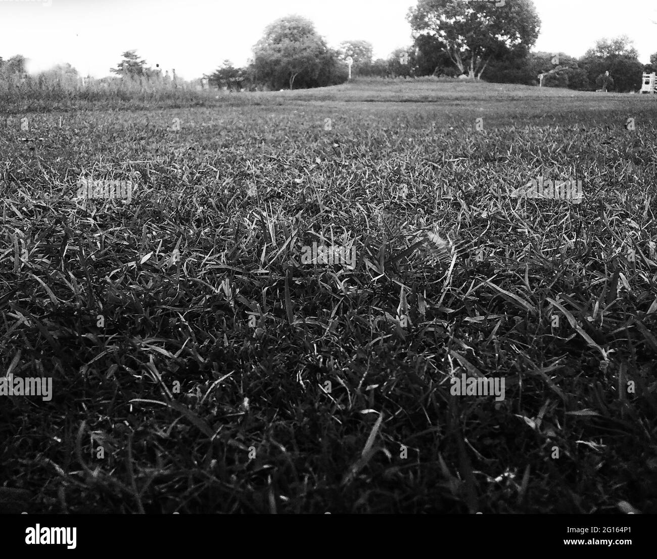 Green out focus background Black and White Stock Photos & Images - Alamy
