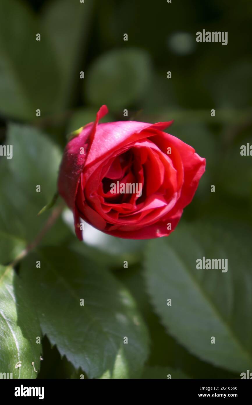 Rose contrast hi-res stock photography and images - Alamy