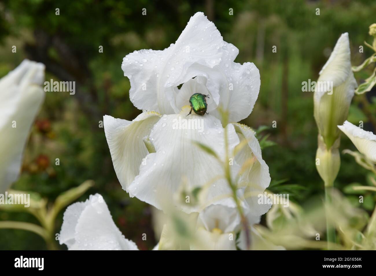 White iris & beetle Stock Photo - Alamy