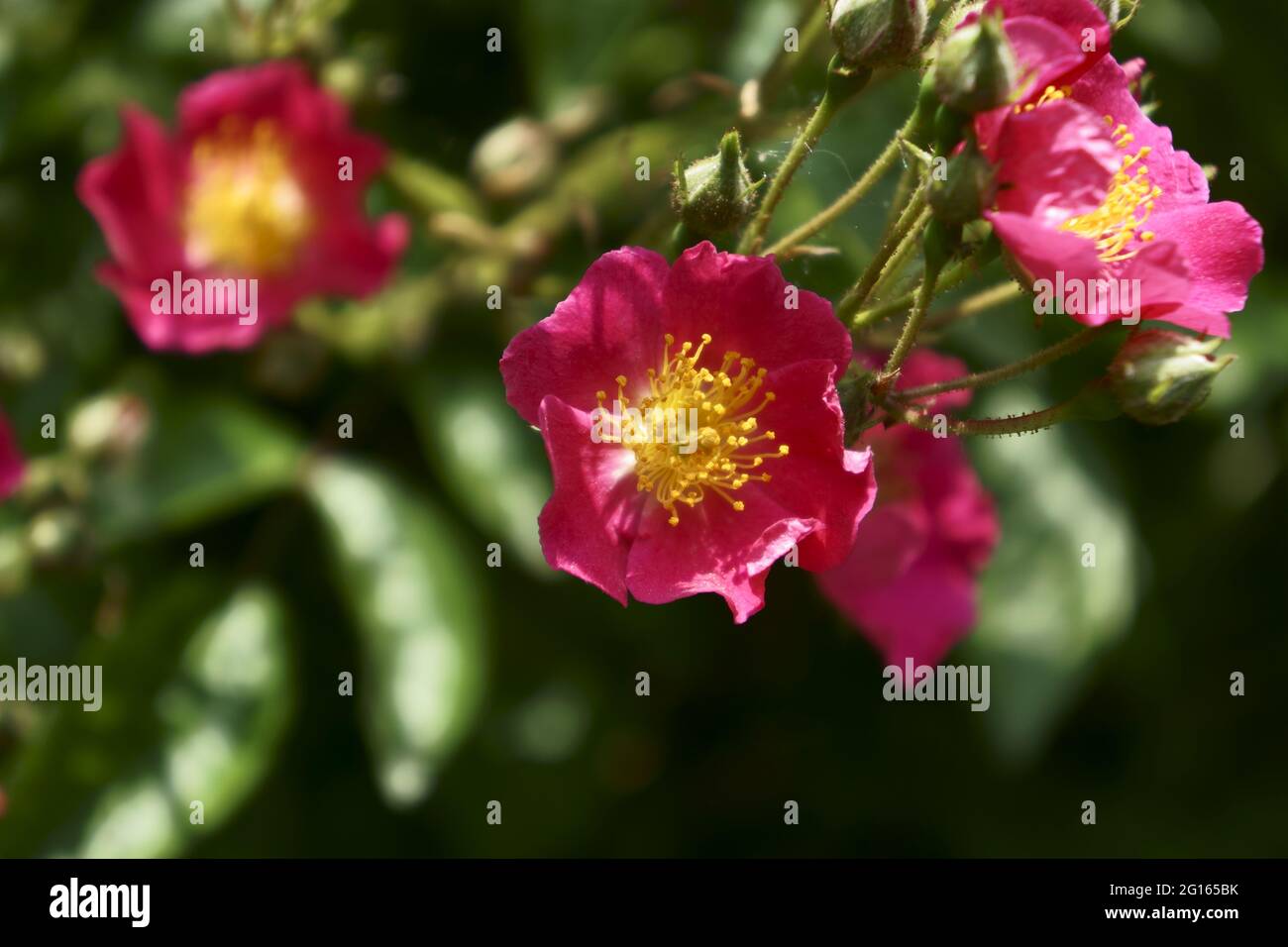 Tiny rose plant hi-res stock photography and images - Alamy