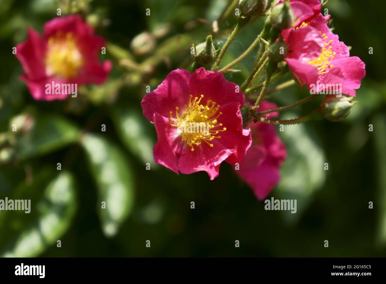 Tiny rose plant hi-res stock photography and images - Alamy