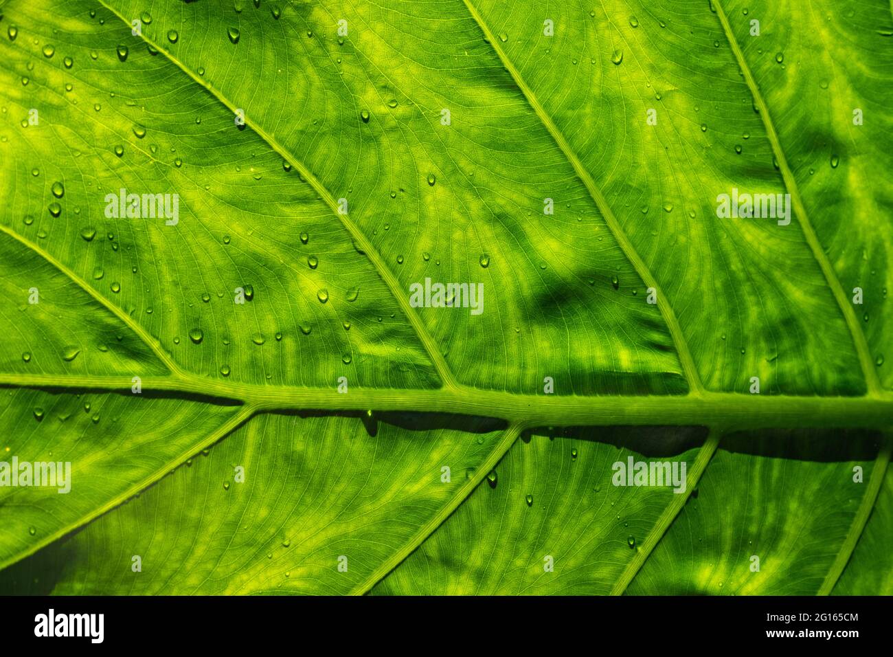 Water on leave background, Green leaf nature Stock Photo - Alamy