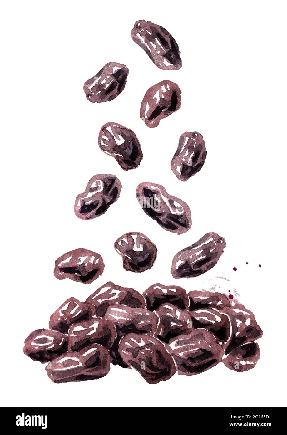 Falling dried dark raisins. Hand drawn watercolor illustration isolated ...