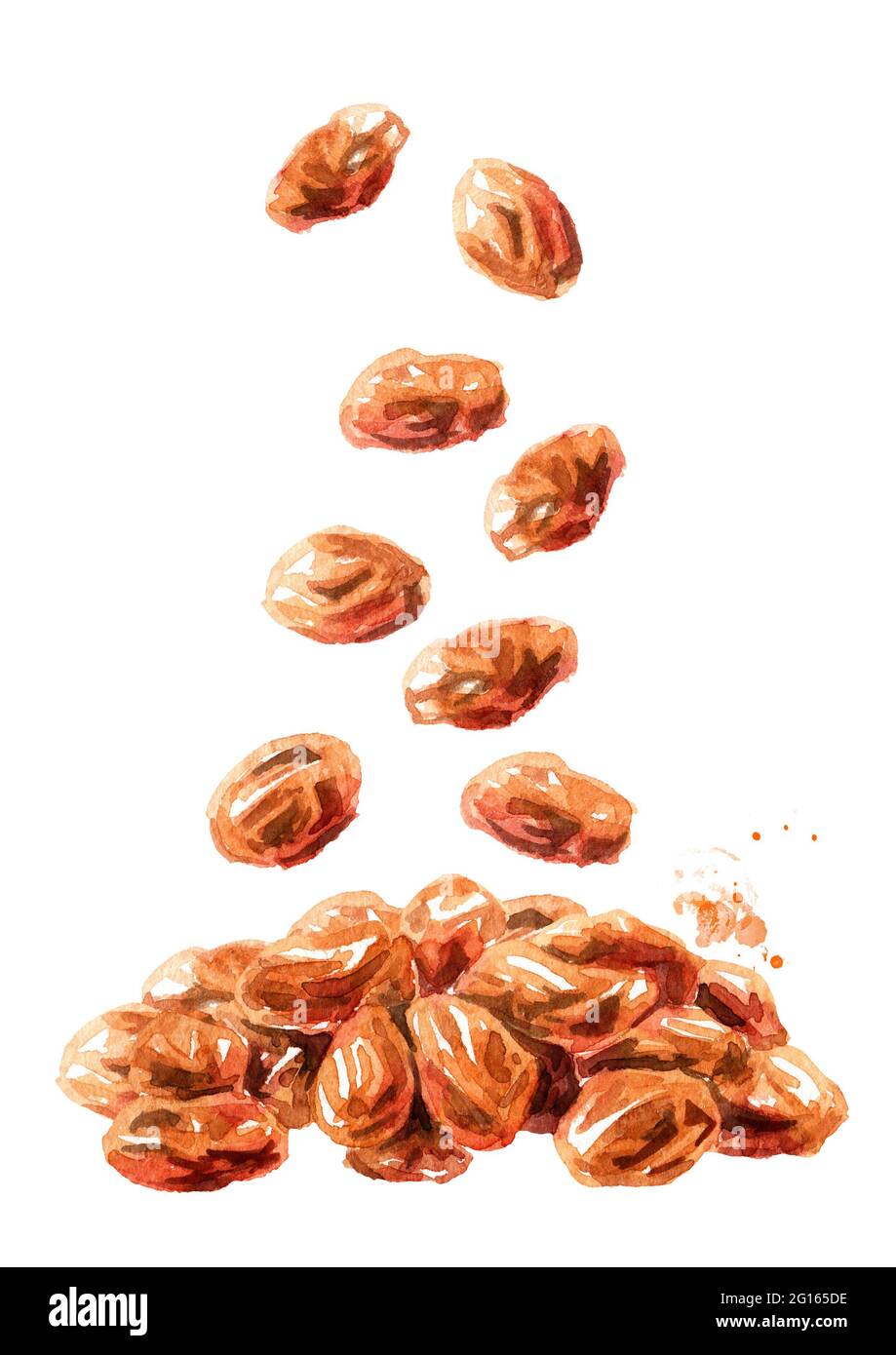 Falling dried sweet red raisins. Hand drawn watercolor illustration ...
