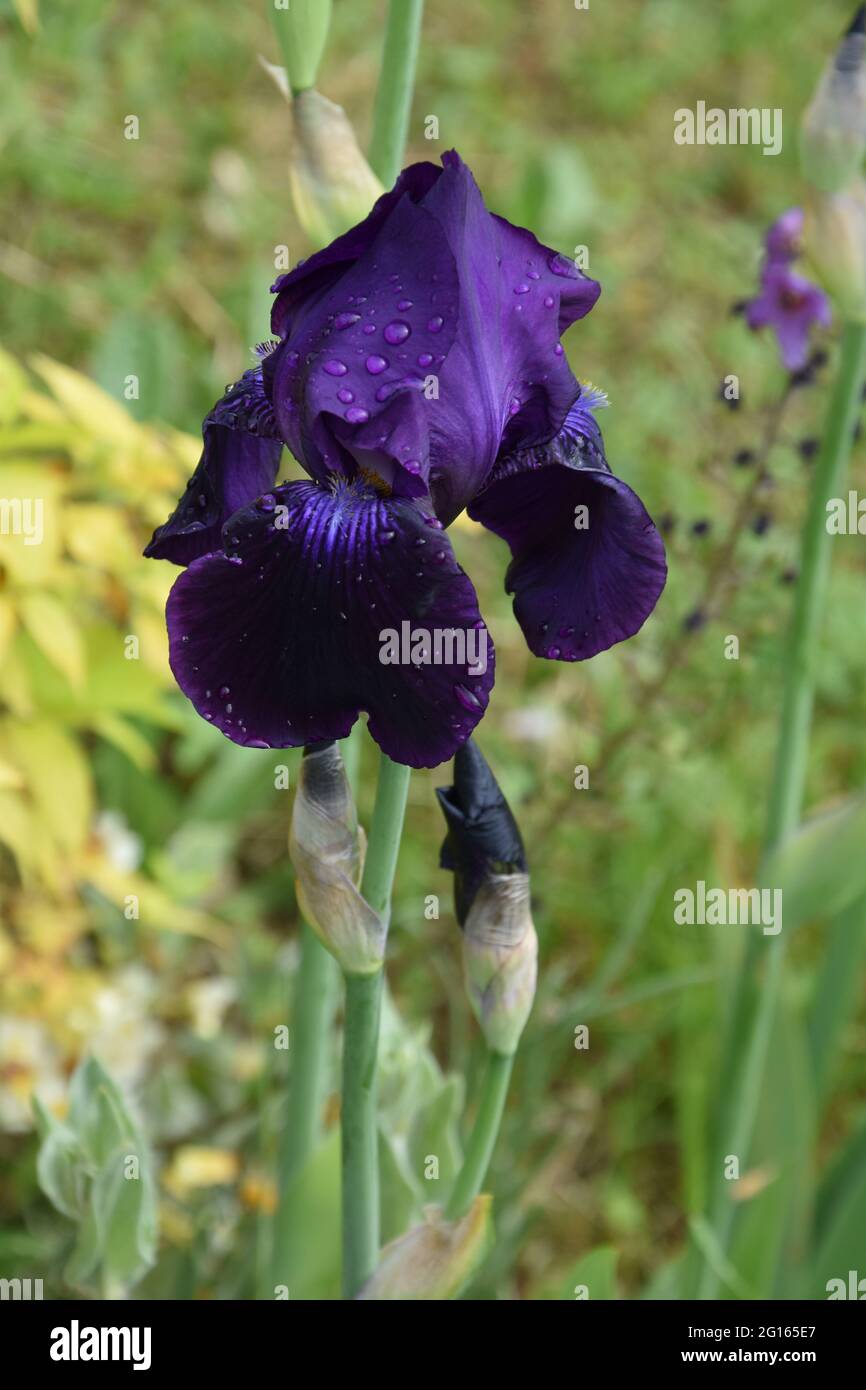 Iris Wild Missouri Stock Photo - Alamy