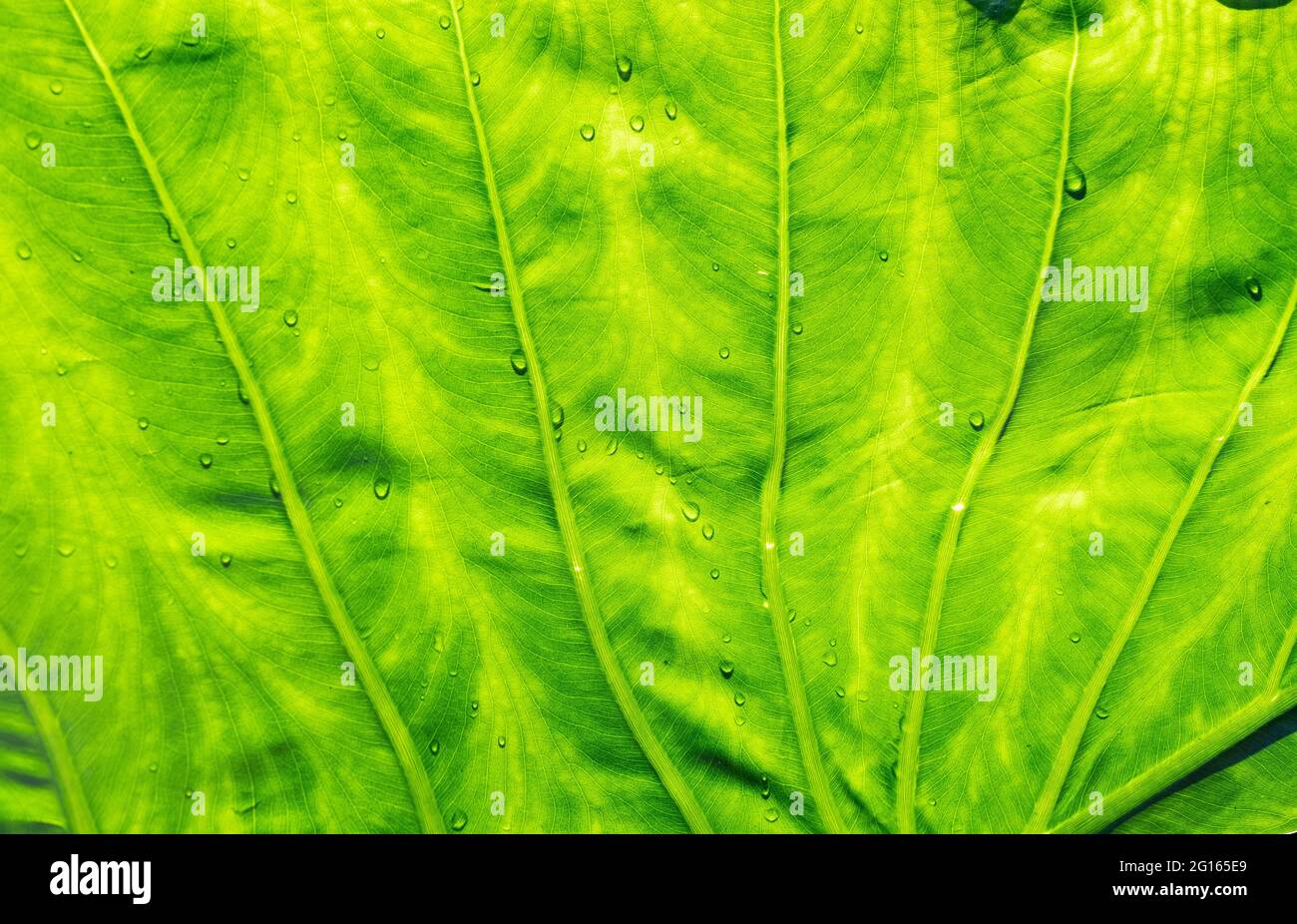 Water on leave background, Green leaf nature Stock Photo - Alamy