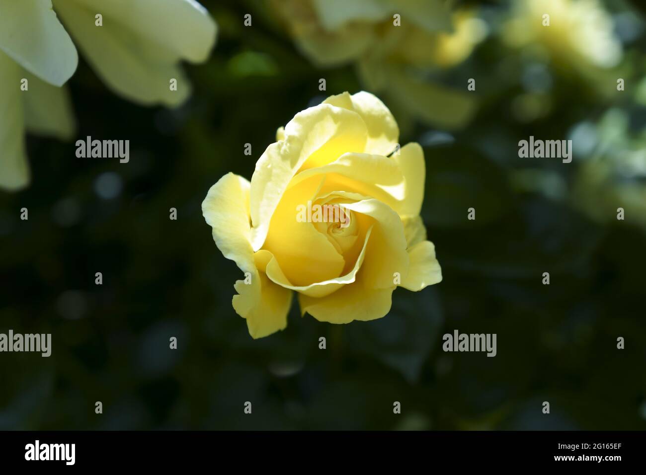 Closed bud red rose flower hi-res stock photography and images - Alamy