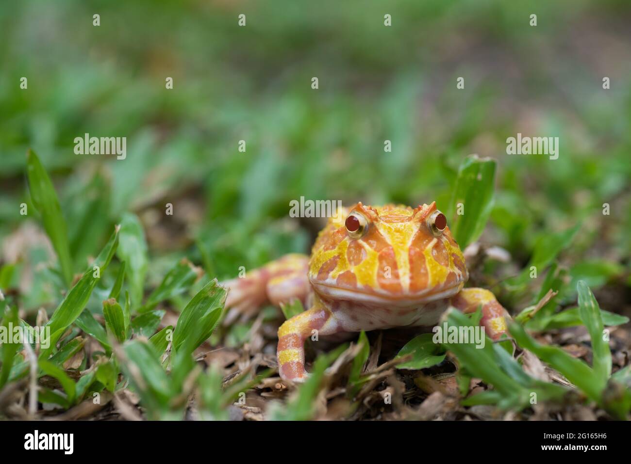 Argentine wide mouthed frogs hi-res stock photography and images - Alamy