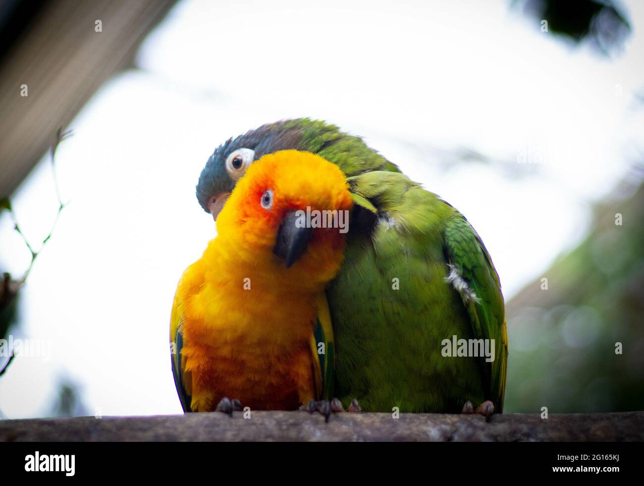 Endearing shot of a sun conure and a blue-crowned conure perched on the ...