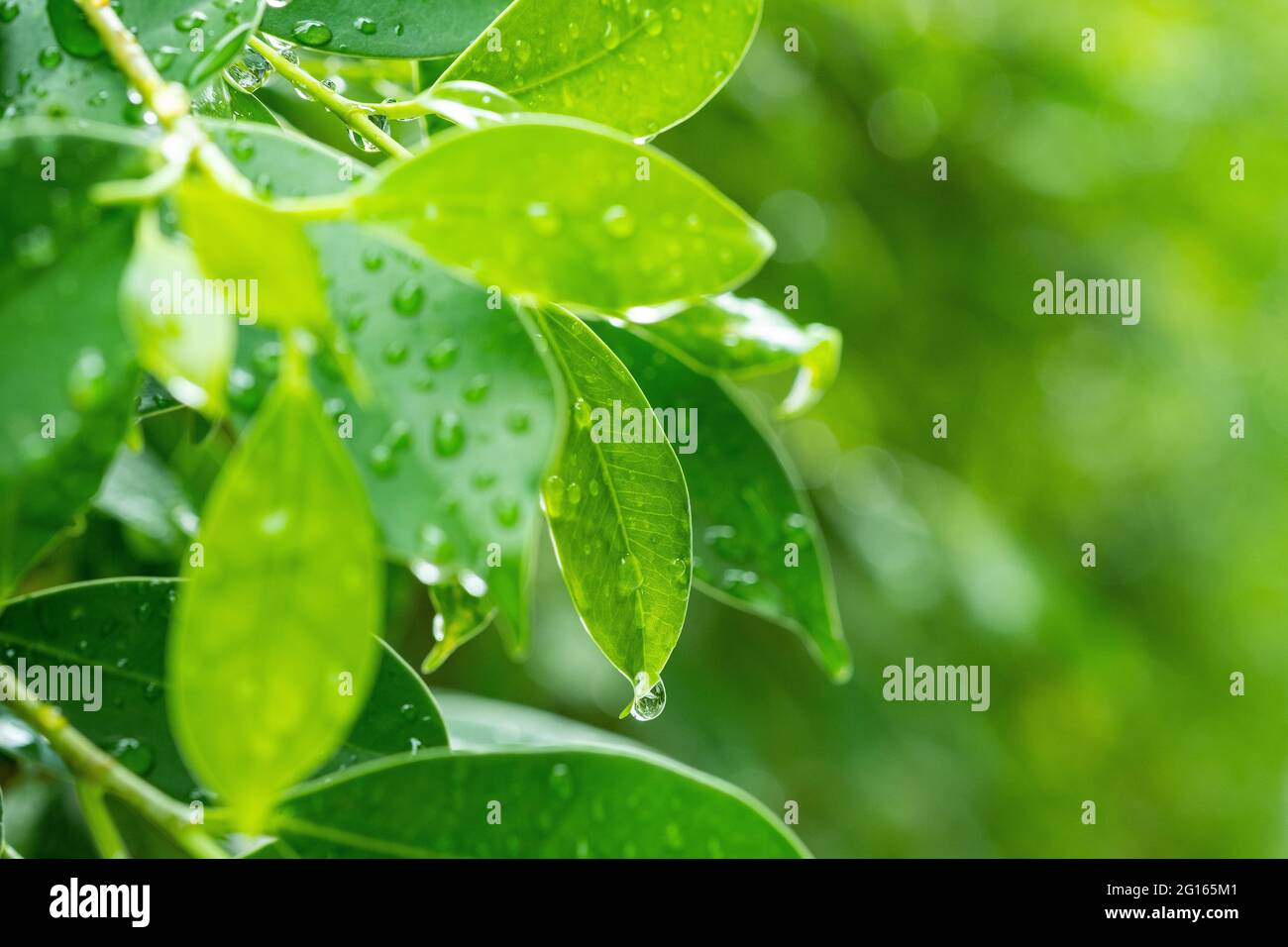 Water on leave background, Green leaf nature Stock Photo - Alamy