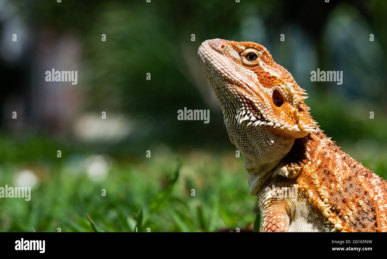 bearded dragon on ground with blur background Stock Photo - Alamy