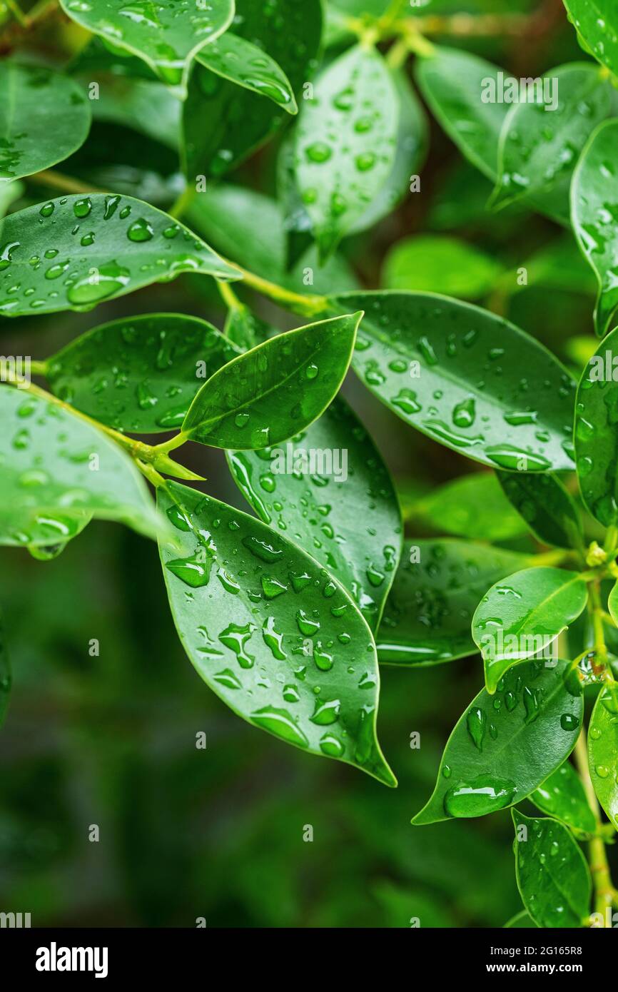 Water on leave background, Green leaf nature Stock Photo - Alamy