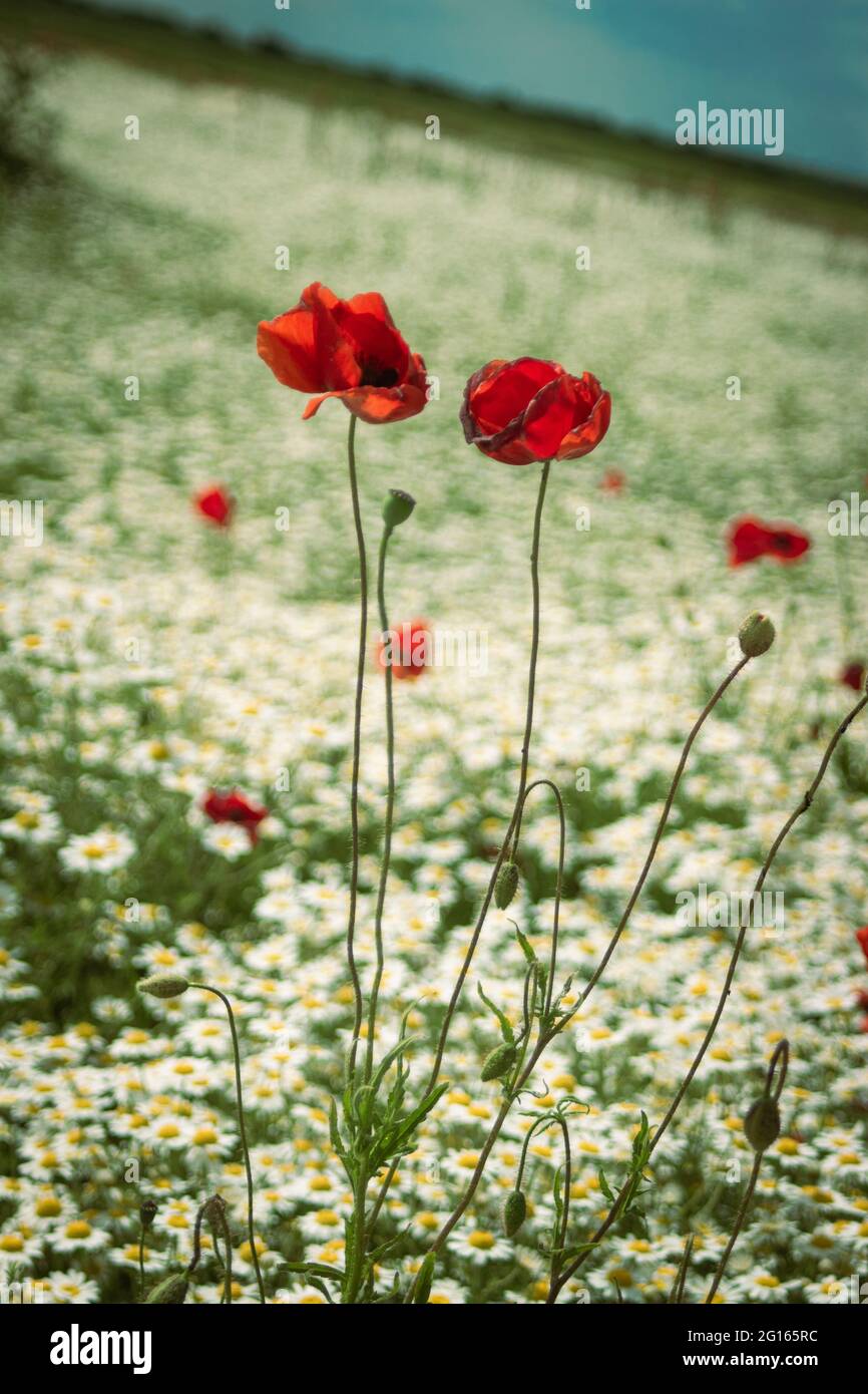 Purple wild flo hi-res stock photography and images - Alamy
