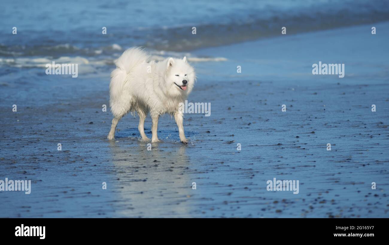 samoyed dog on the beach Stock Photo - Alamy