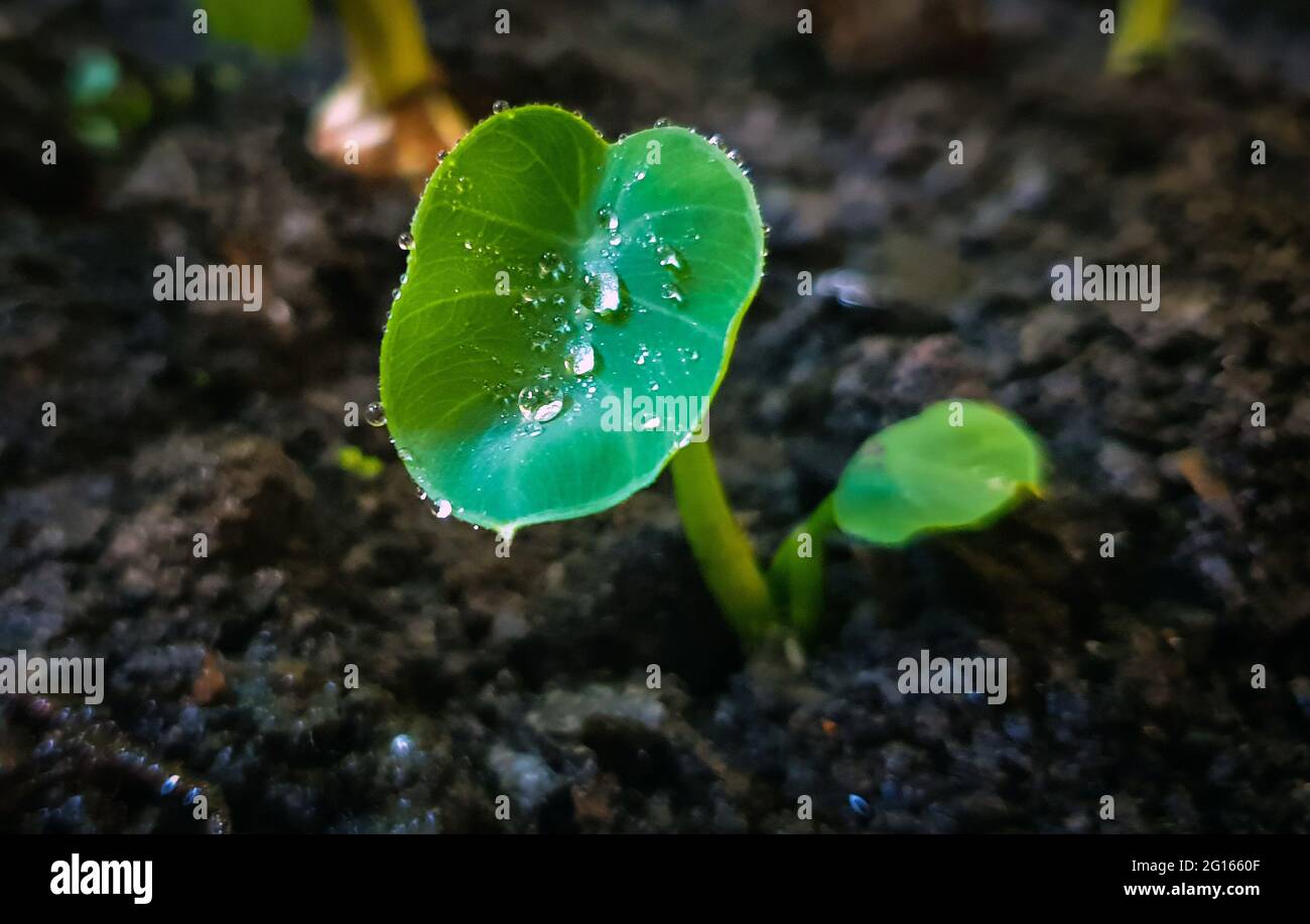 Kathmandu, Bagmati, Nepal. 5th June, 2021. A Taro leaf gets sprinkled ...