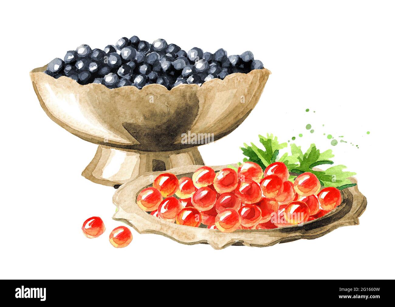Black and red caviar decorated with herbs. Watercolor hand drawn ...