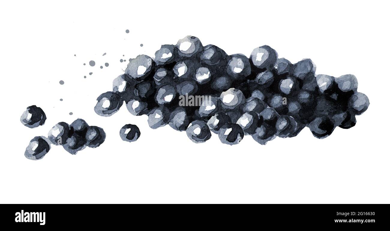 Black caviar. Watercolor hand drawn illustration isolated on white ...