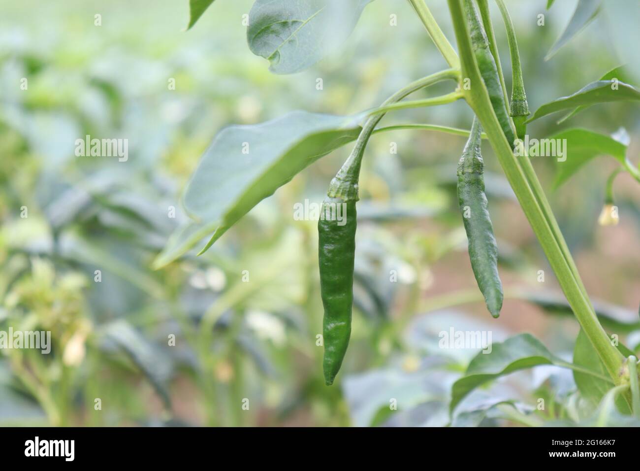 green colored chili on tree in the firm for harvest Stock Photo - Alamy