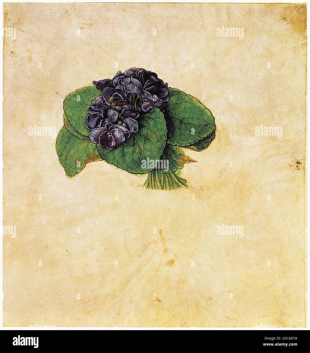 Albrecht Dürer - Violet Bouquet Stock Photo - Alamy